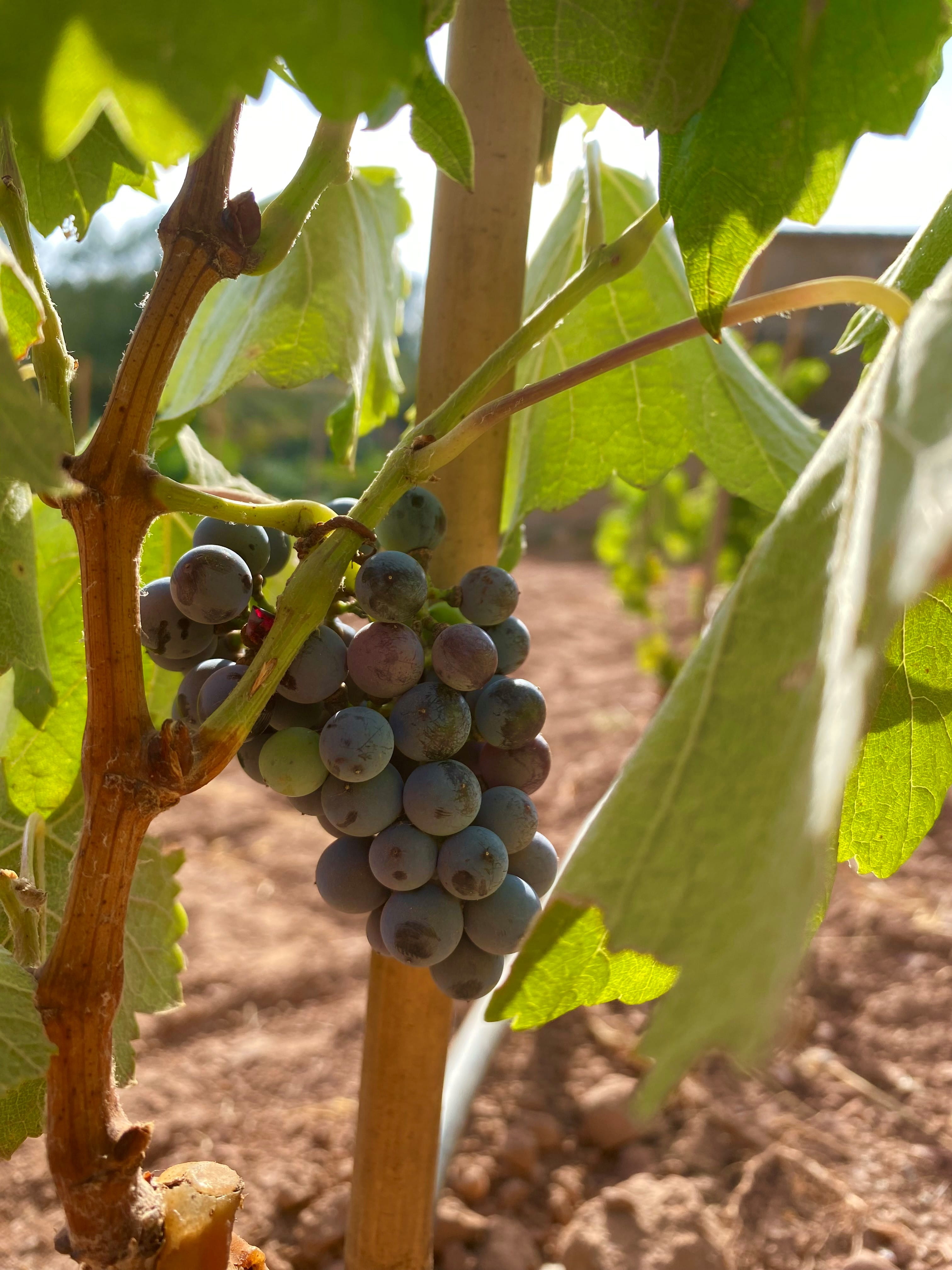 Cal Masses - Apartament rural al Bages (Sant Salvador de Guardiola)